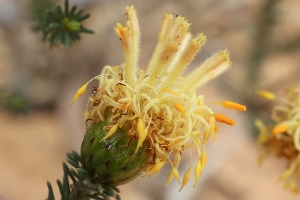 Australian Plants - Proteaceae
